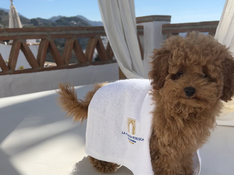 Petfriendly Hotel | Costa del Sol | We allow dogs | Posada Morisca